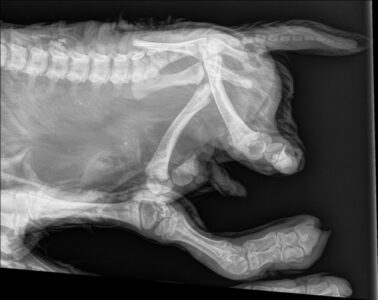 Cache Valley Virus - Goat Journal